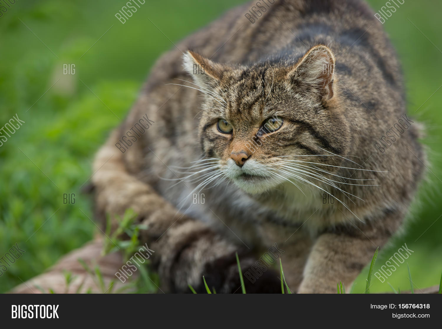 Scottish Wildcat ( Image & Photo (Free Trial) | Bigstock