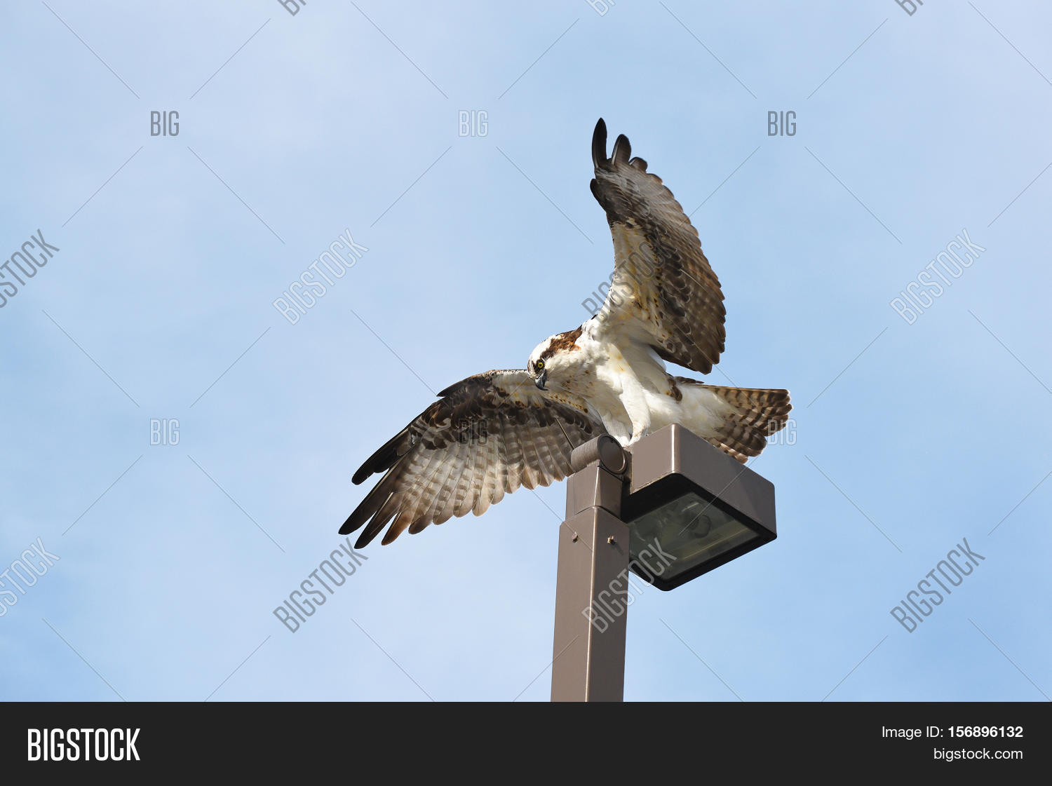 Osprey Atop Light Pole Image & Photo (Free Trial) | Bigstock