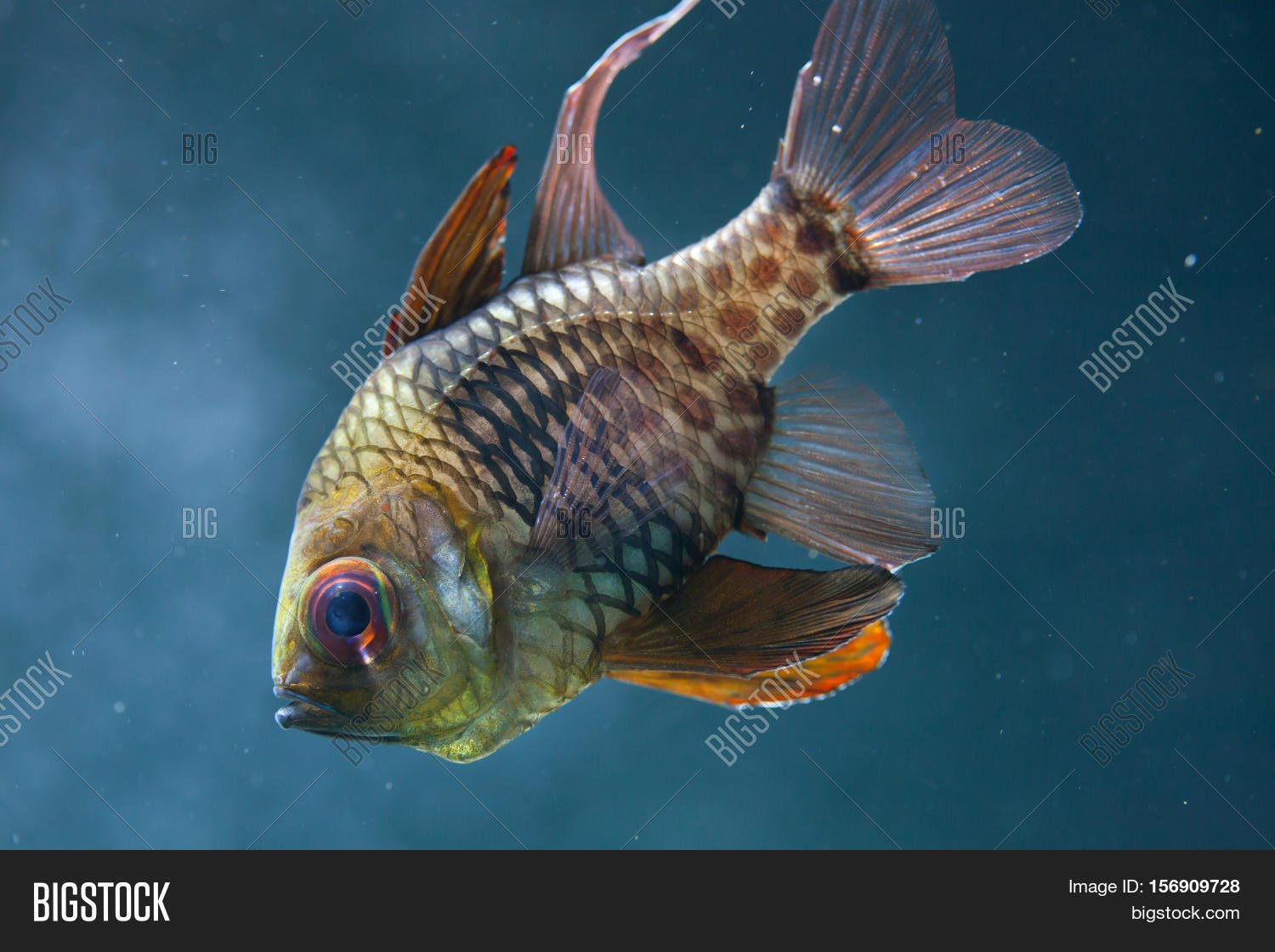 Pajama Cardinalfish ( Image & Photo (Free Trial) | Bigstock