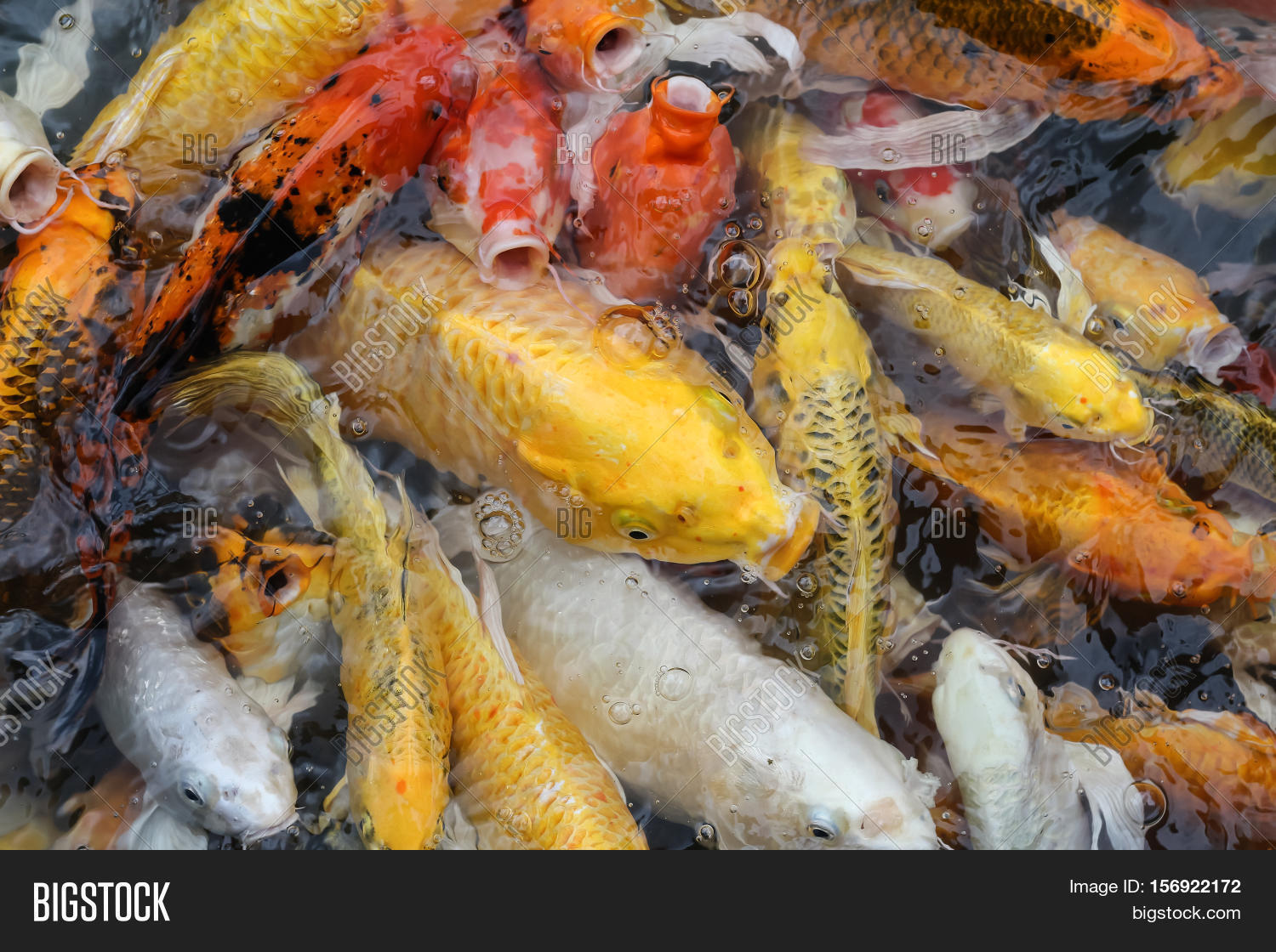 Colorful Fish CARP Image & Photo (Free Trial) | Bigstock