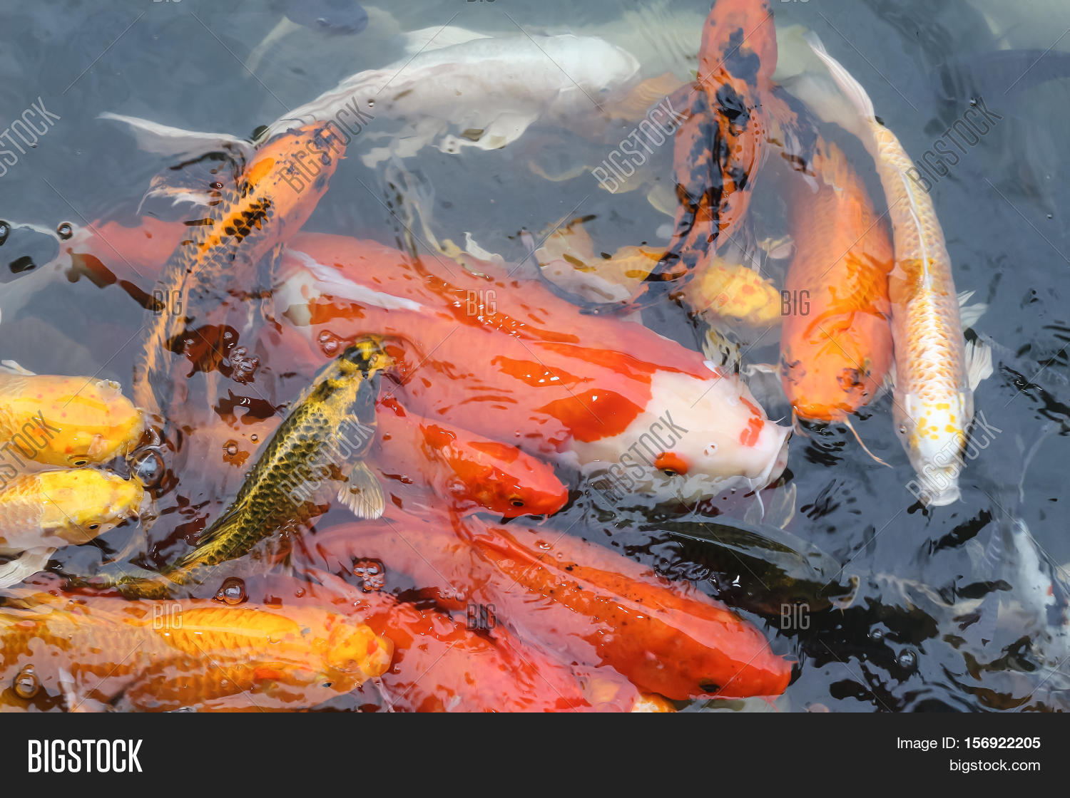 Colorful Fish CARP Image & Photo (Free Trial) | Bigstock