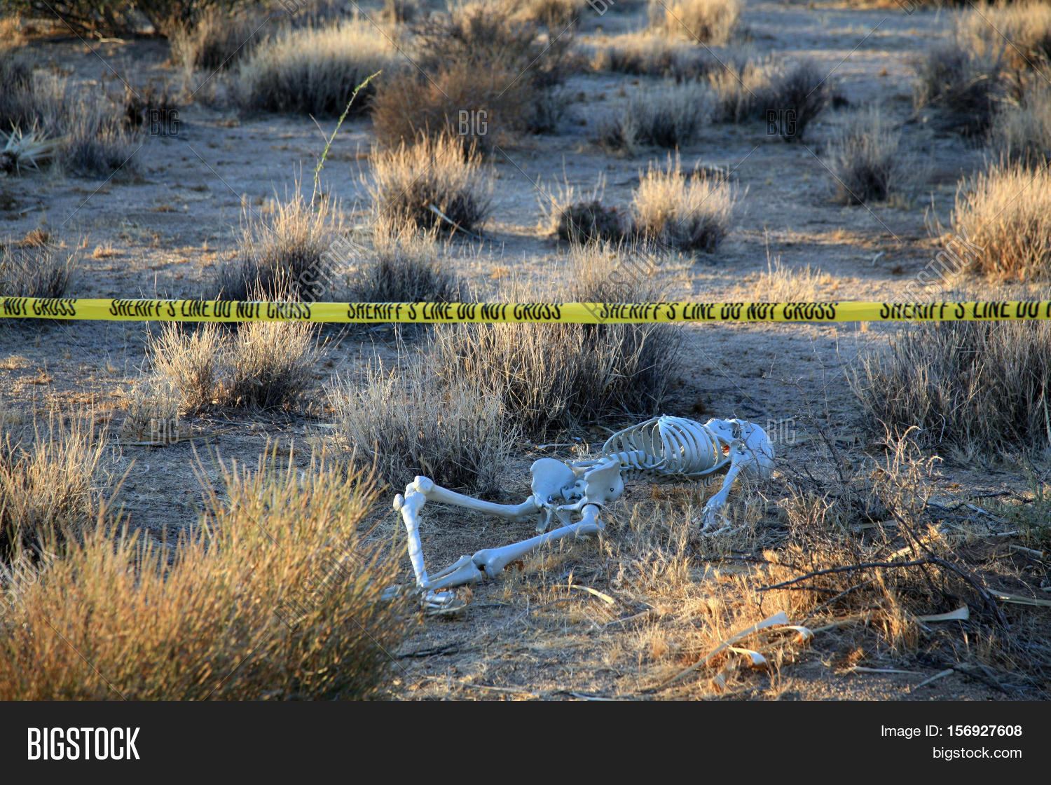Crime Scene. Skeleton Image & Photo (Free Trial) | Bigstock