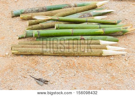 Sharpened Bamboo Image & Photo (Free Trial) | Bigstock