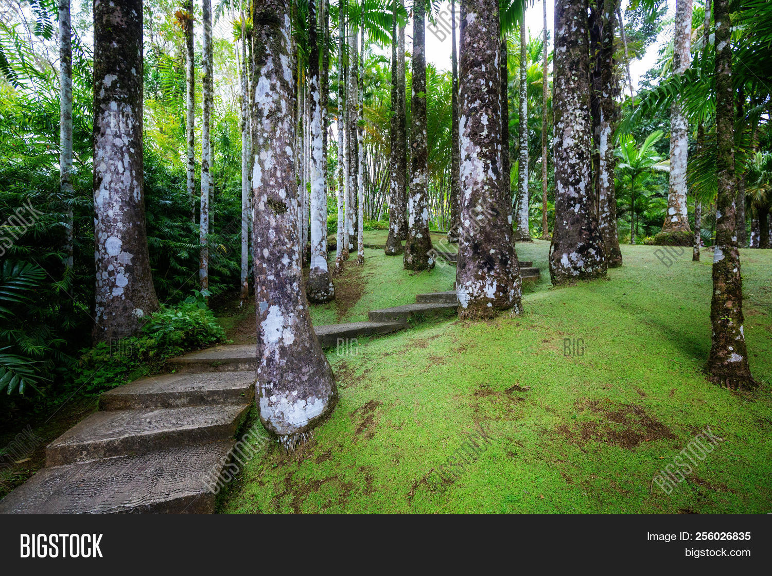 Tropical Balata Garden Image & Photo (Free Trial) | Bigstock