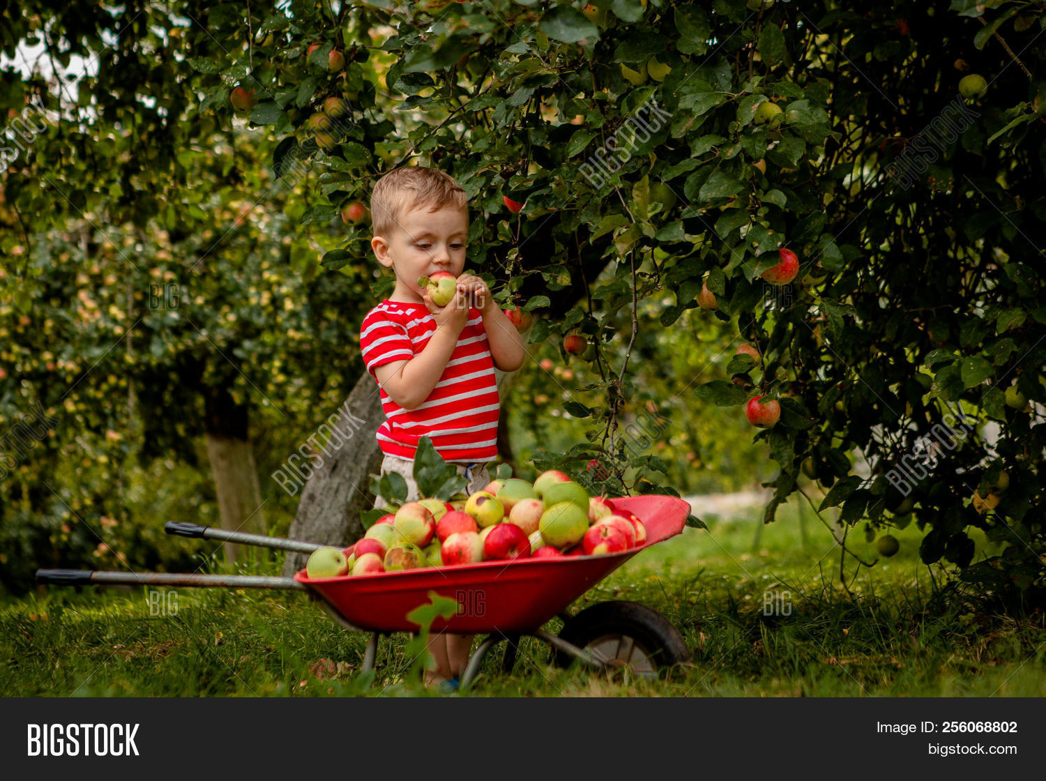 Child Picking Apples Image & Photo (Free Trial) | Bigstock