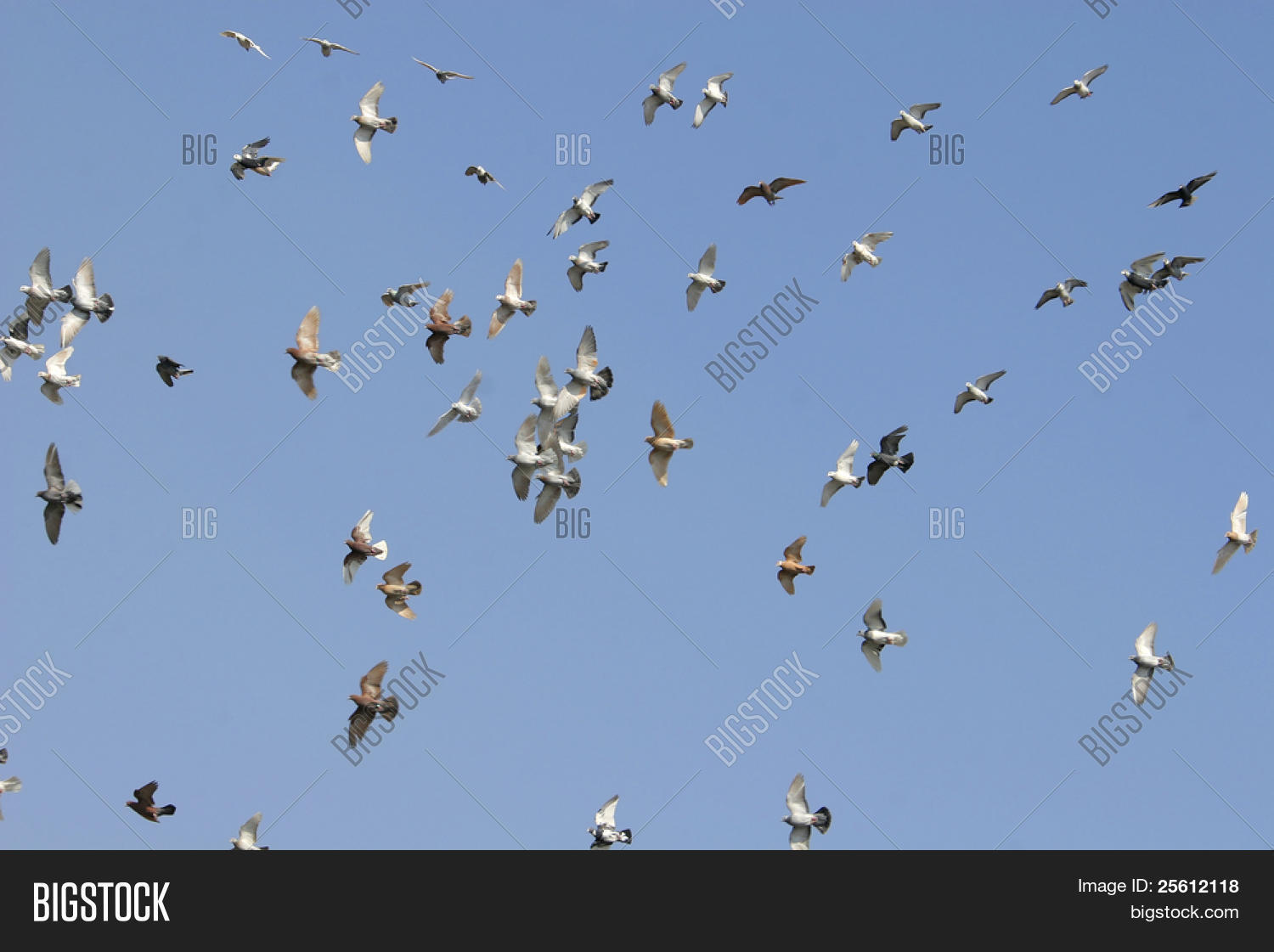 Trained Pigeons Flying Image & Photo (Free Trial) | Bigstock