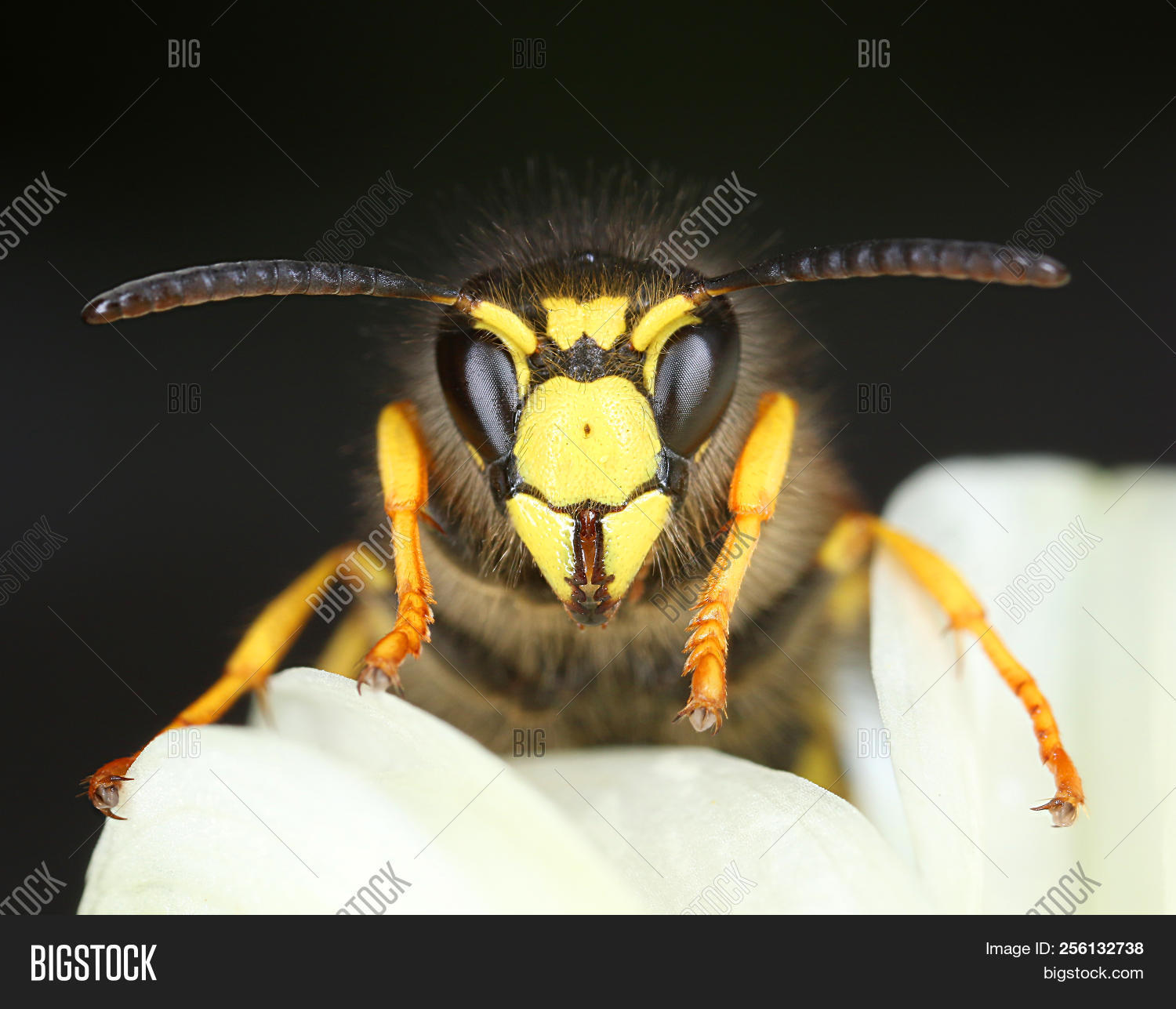 Wasp Front View On Image & Photo (Free Trial) | Bigstock