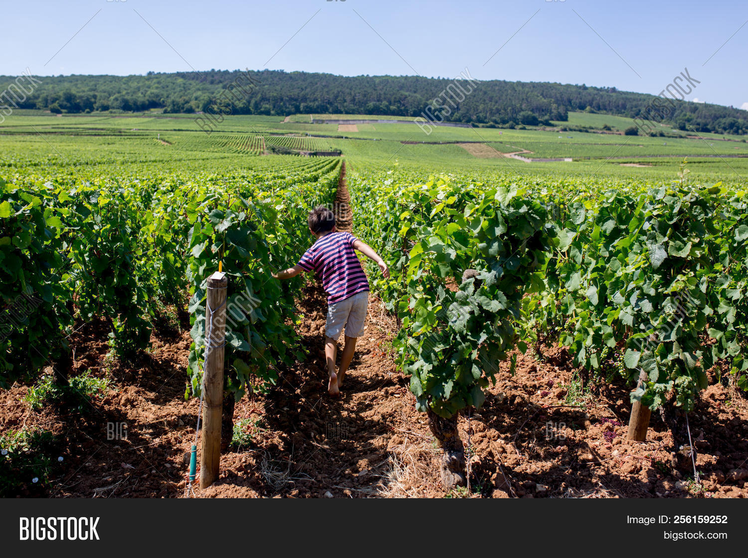 Young Child, Walking Image & Photo (Free Trial) | Bigstock