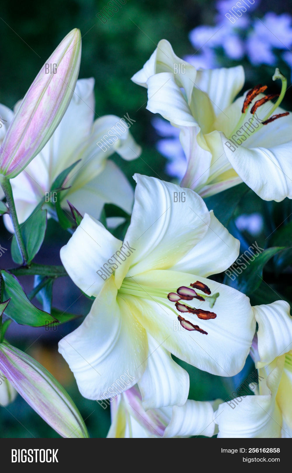 Inflorescence White Image & Photo (Free Trial) | Bigstock