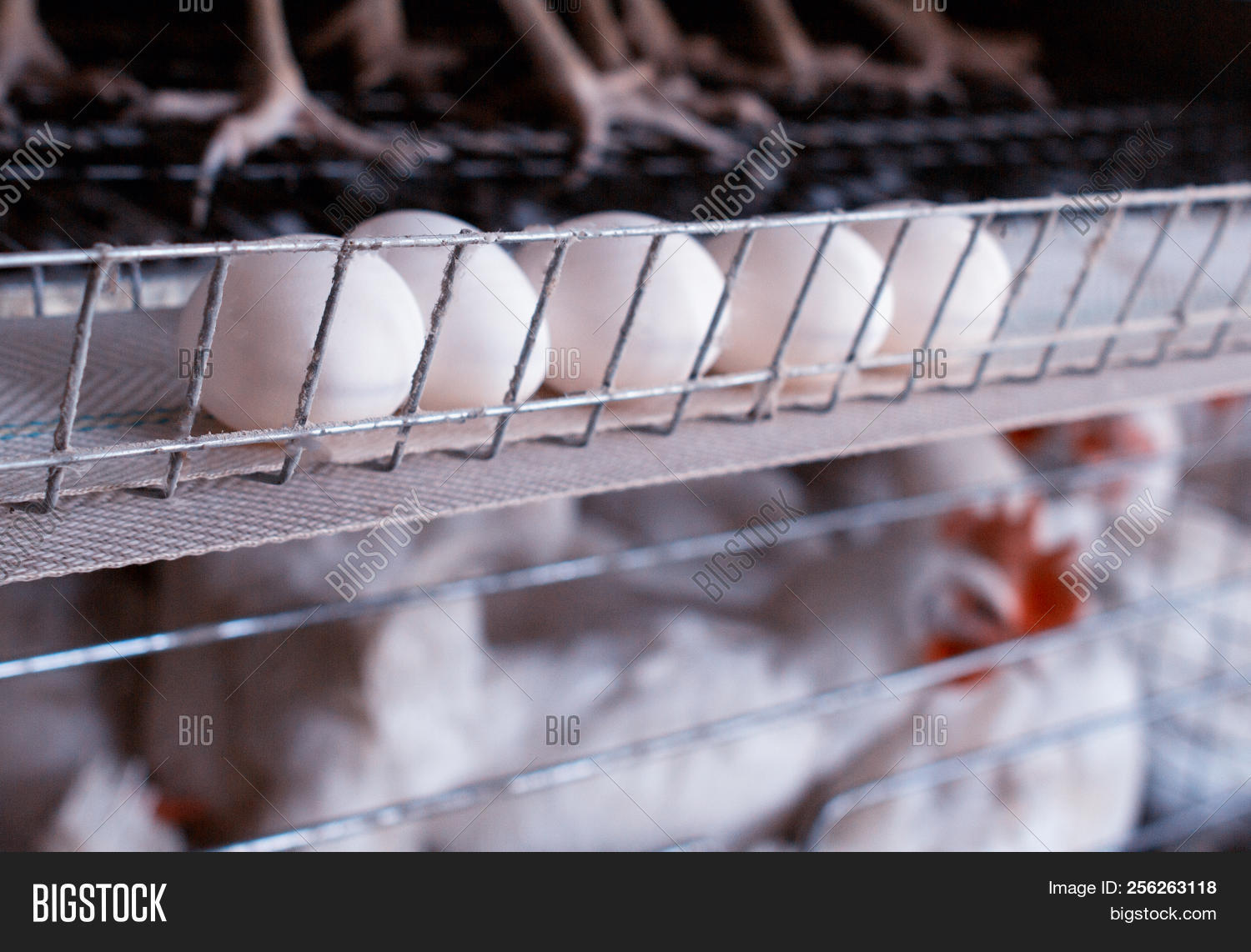 Poultry Farm Breeding Image & Photo (Free Trial) | Bigstock