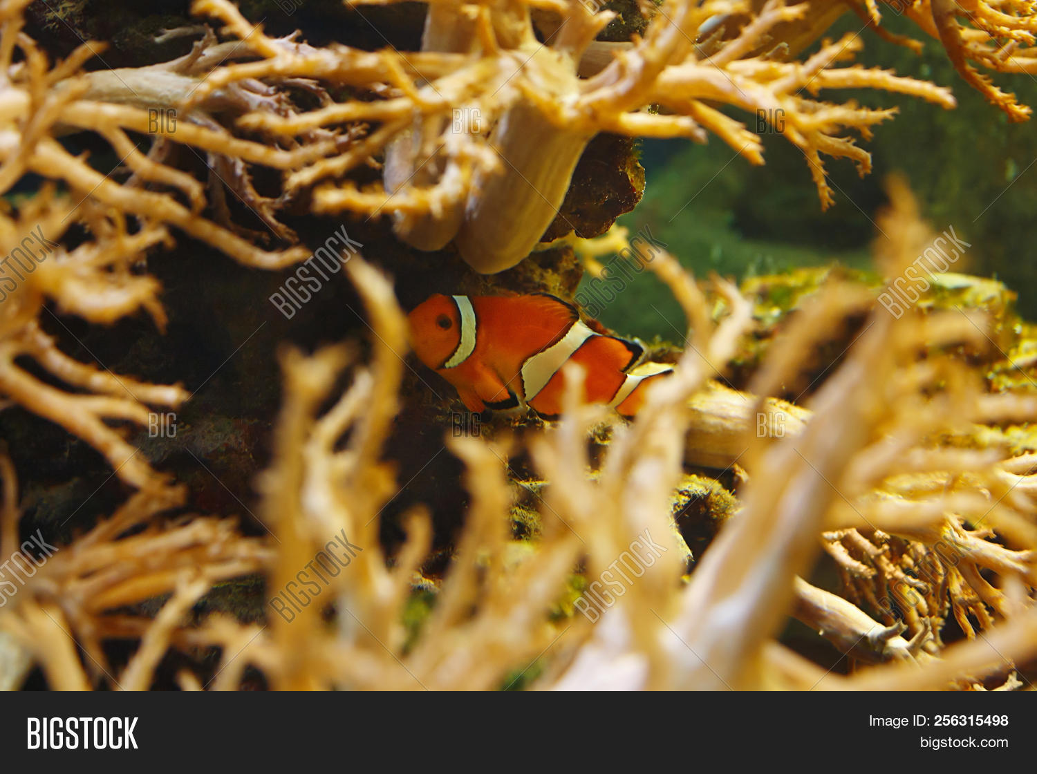 Beautiful Ocellaris Image & Photo (Free Trial) | Bigstock