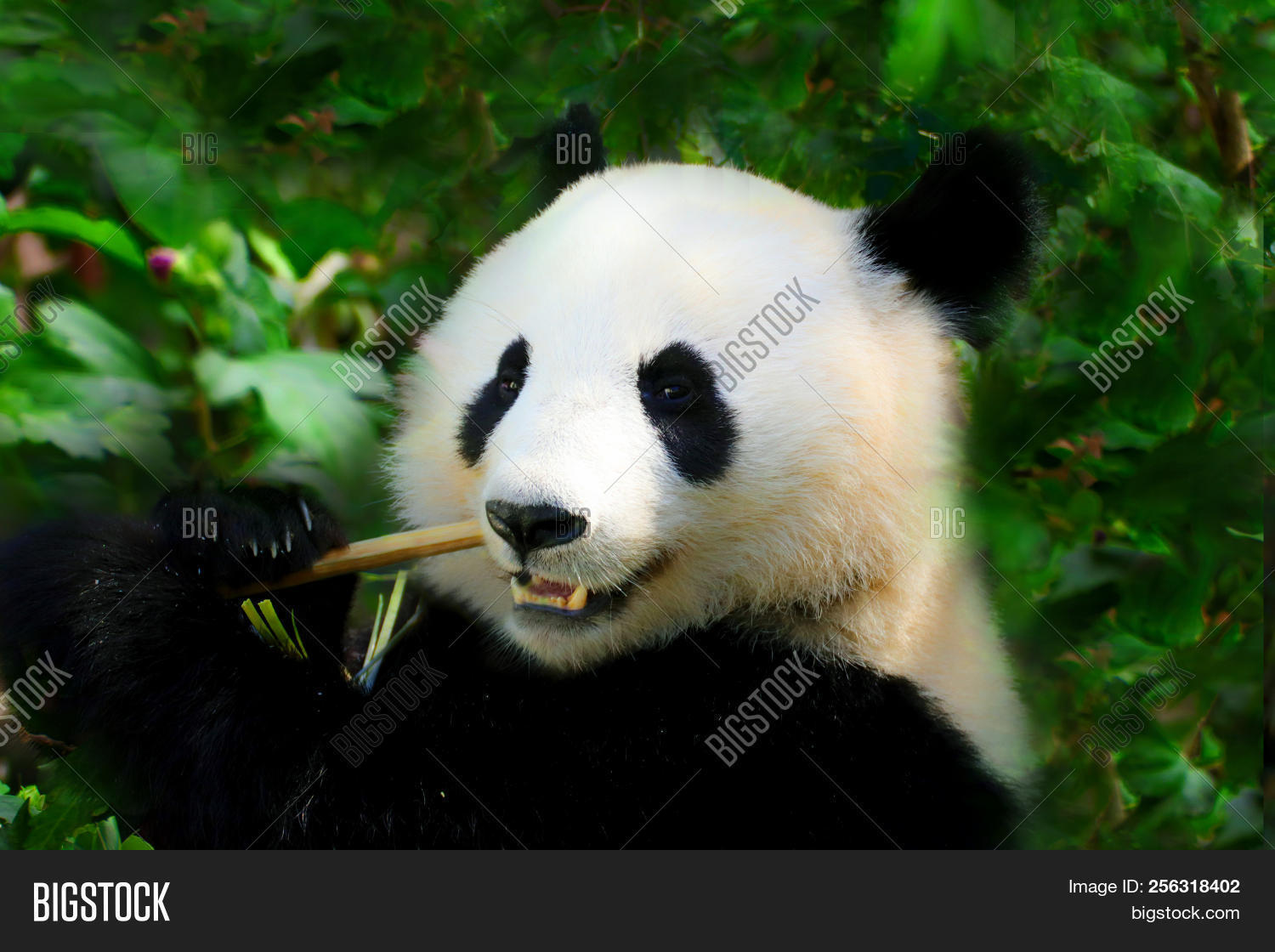 Giant Panda 이미지 및 사진(무료 체험) | Bigstock