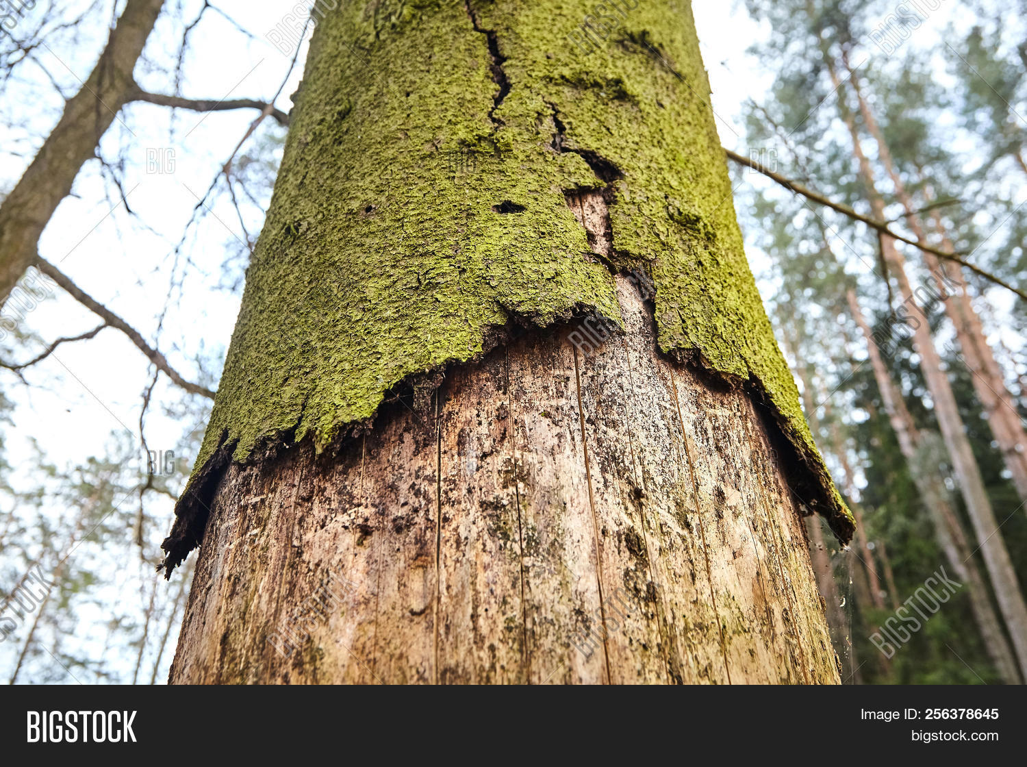 Trunk Spruce Image & Photo (Free Trial) | Bigstock