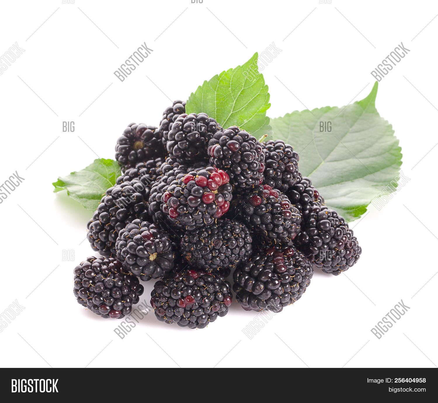 Ripe Blackberry Image & Photo (Free Trial) | Bigstock