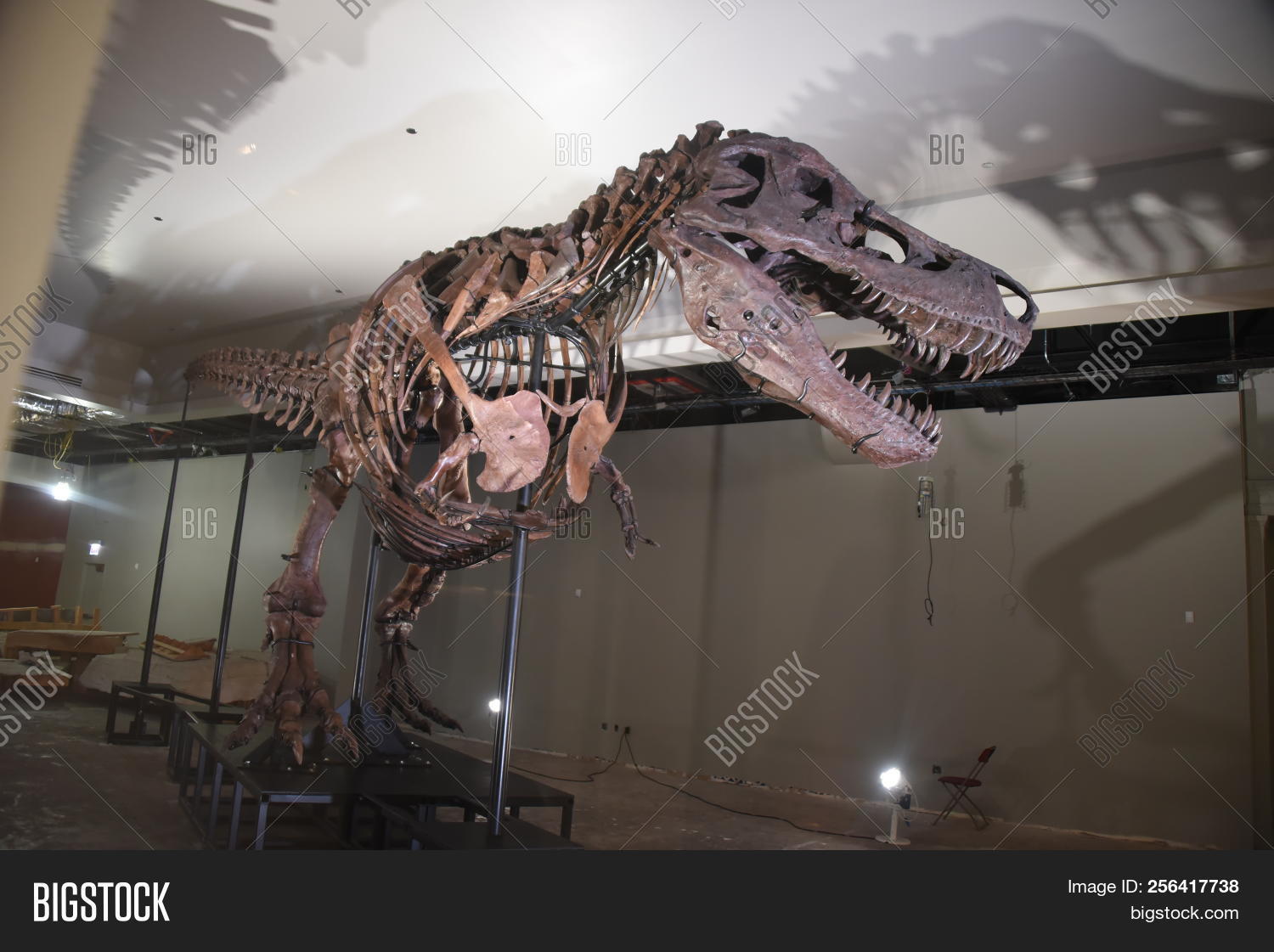 Sue Most Complete Image & Photo (Free Trial) | Bigstock