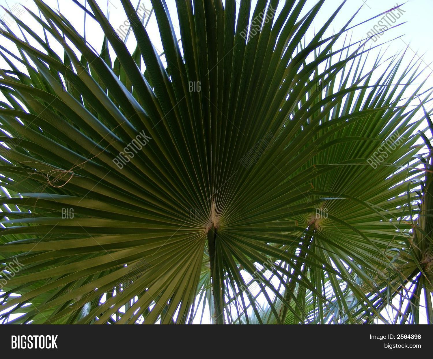 Palm Leaf Pattern Image & Photo (Free Trial) | Bigstock