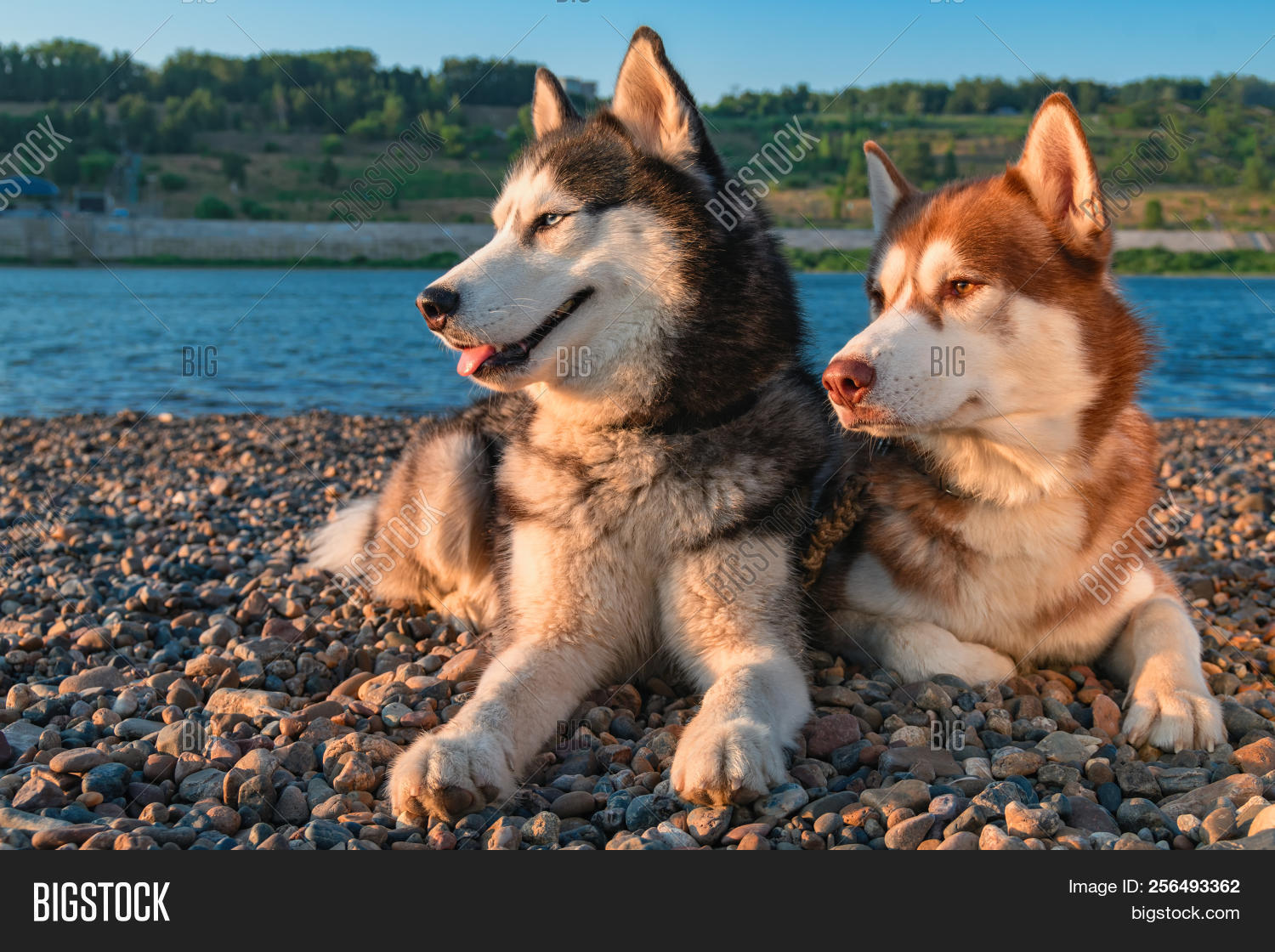 Portrait Two Husky Image & Photo (Free Trial) | Bigstock