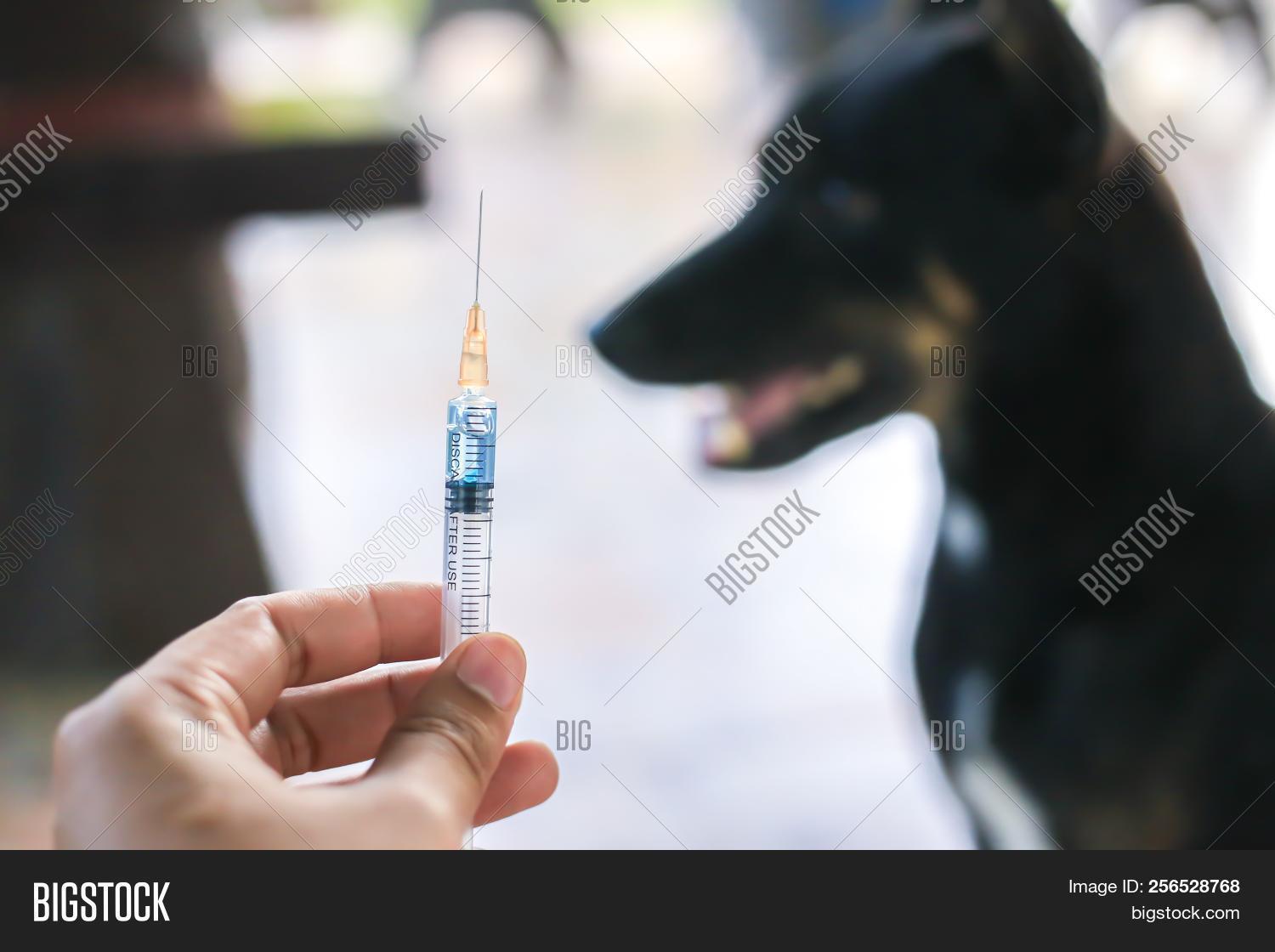 Vaccine Rabies Bottle Image & Photo (Free Trial) | Bigstock