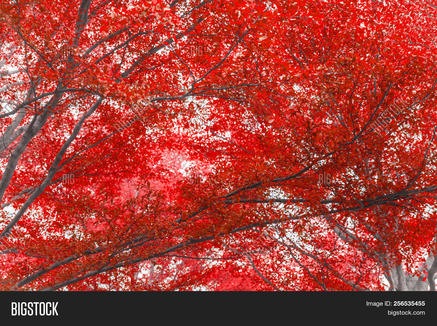 Tree Red Color Leaf Image & Photo (Free Trial) | Bigstock