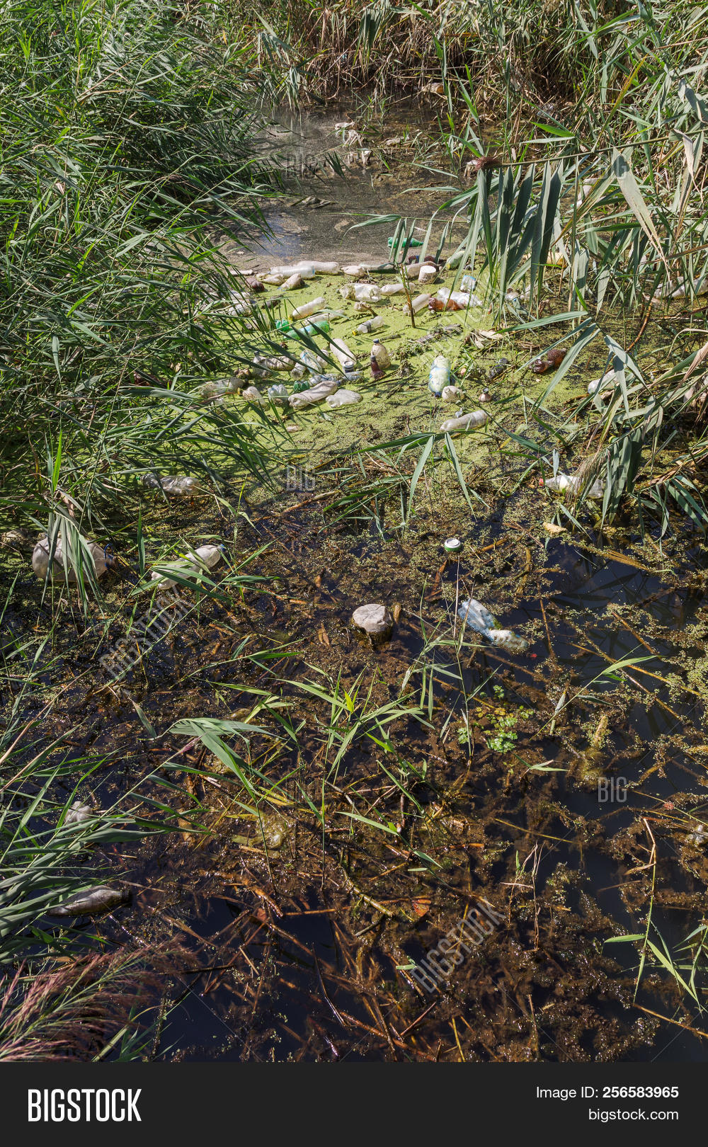 Spilled Garbage Small Image & Photo (Free Trial) | Bigstock