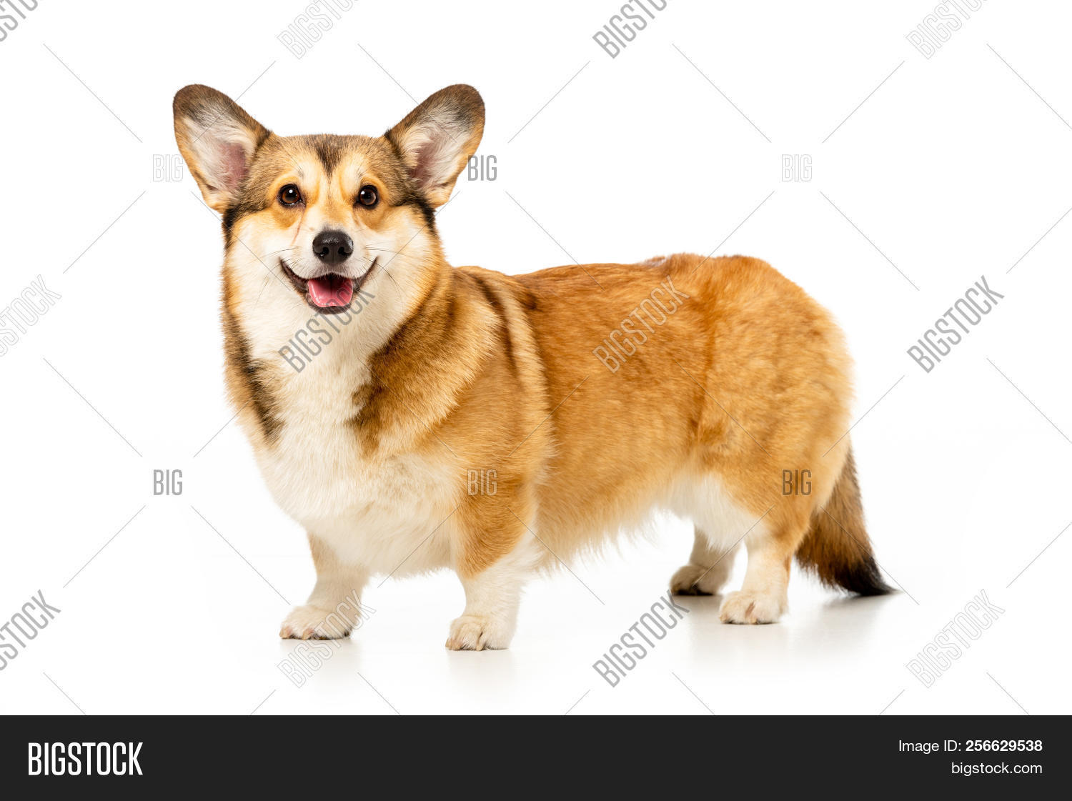Cute Welsh Corgi Image & Photo (Free Trial) | Bigstock