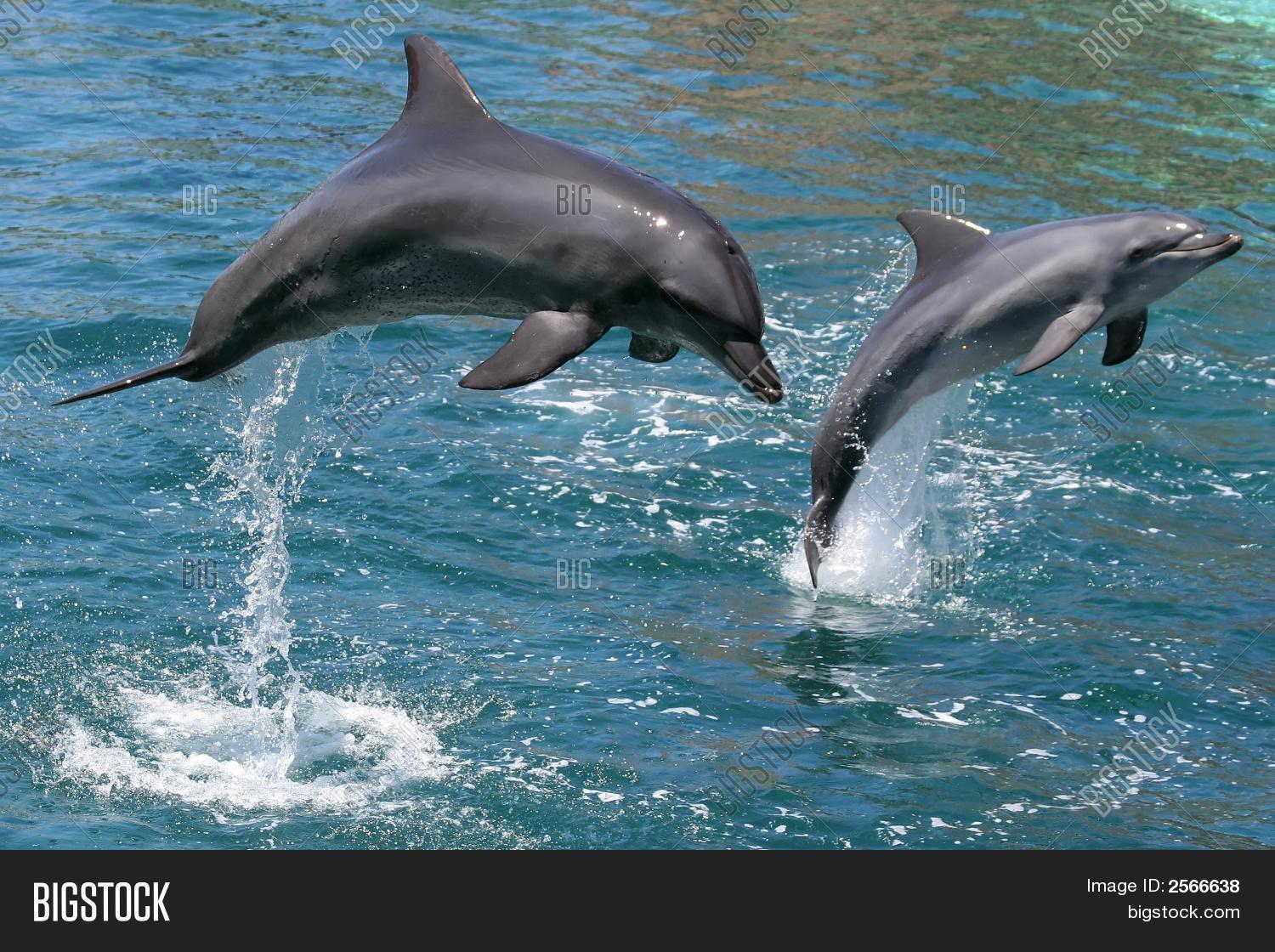 Jumping Dolphins Image & Photo (Free Trial) | Bigstock