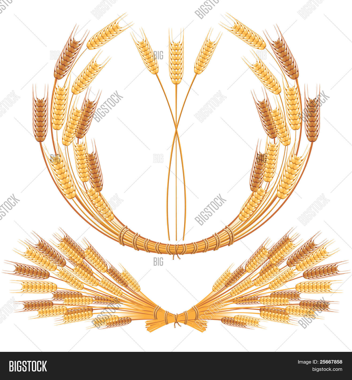 Spikes Wheat - Vector Vector & Photo (Free Trial) | Bigstock