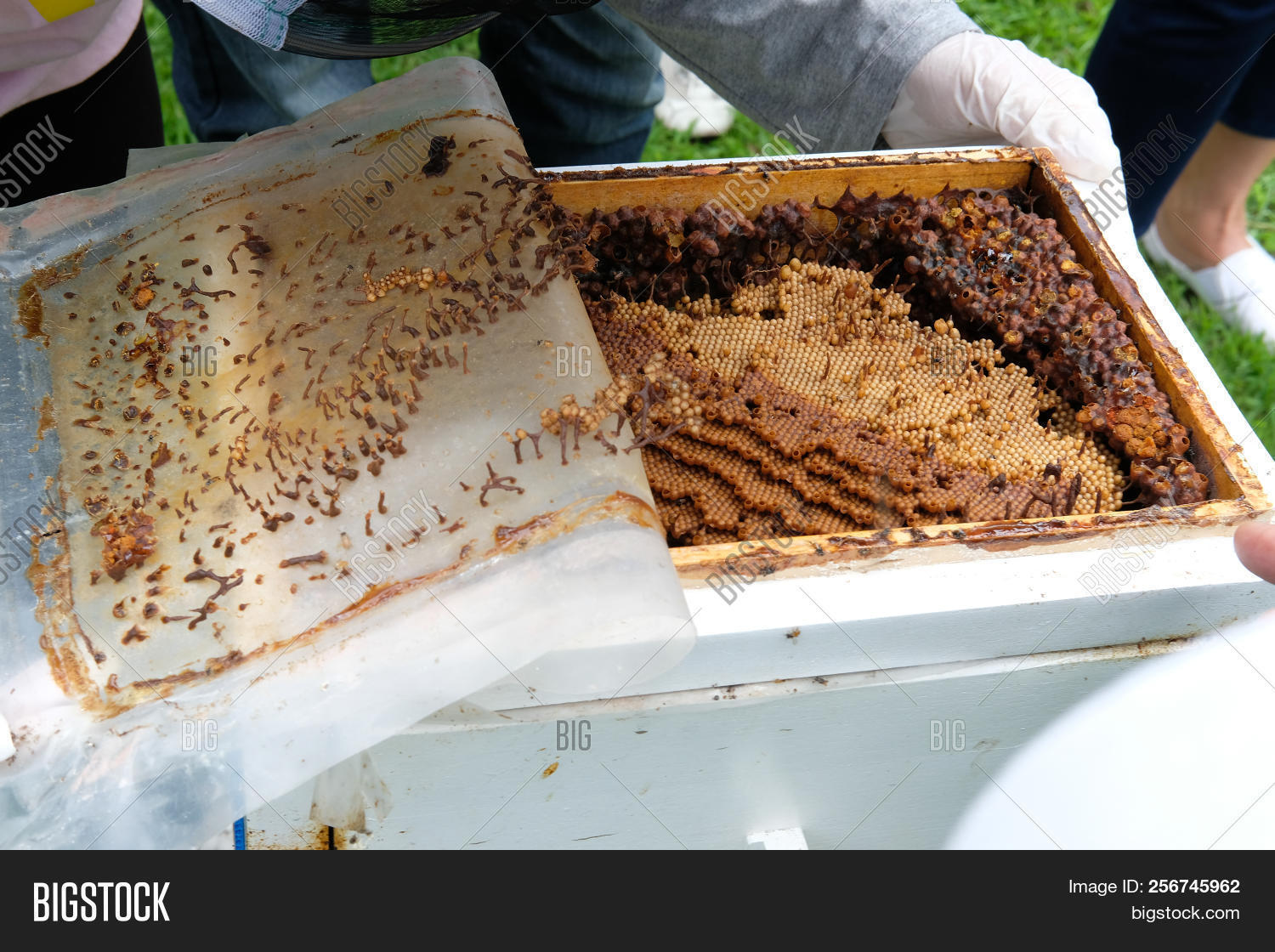 Stingless Honey Bees Image & Photo (Free Trial) | Bigstock