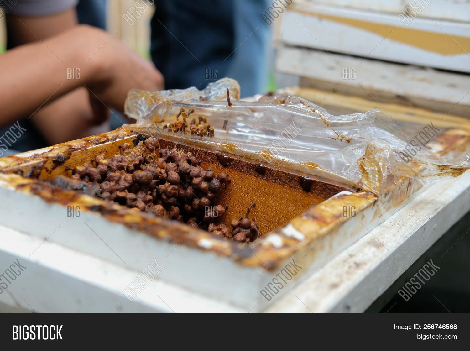 Stingless Honey Bees Image & Photo (Free Trial) | Bigstock