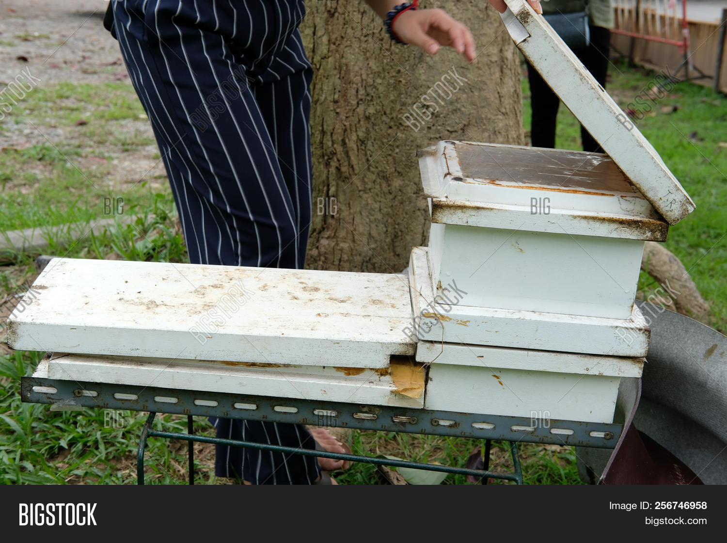 Stingless Honey Bees Image & Photo (Free Trial) | Bigstock