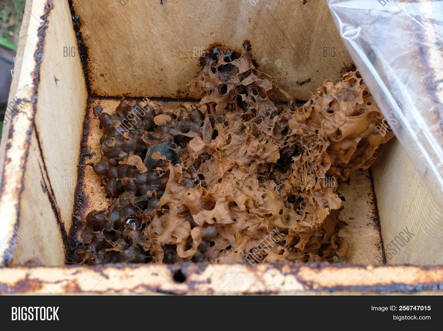 Stingless Honey Bees Image & Photo (Free Trial) | Bigstock