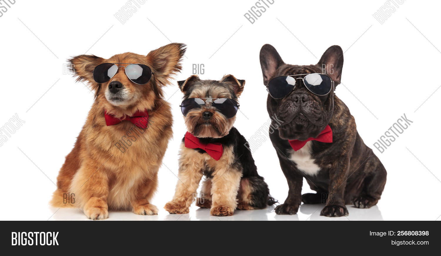 Group Three Cool Dogs Image & Photo (Free Trial) | Bigstock