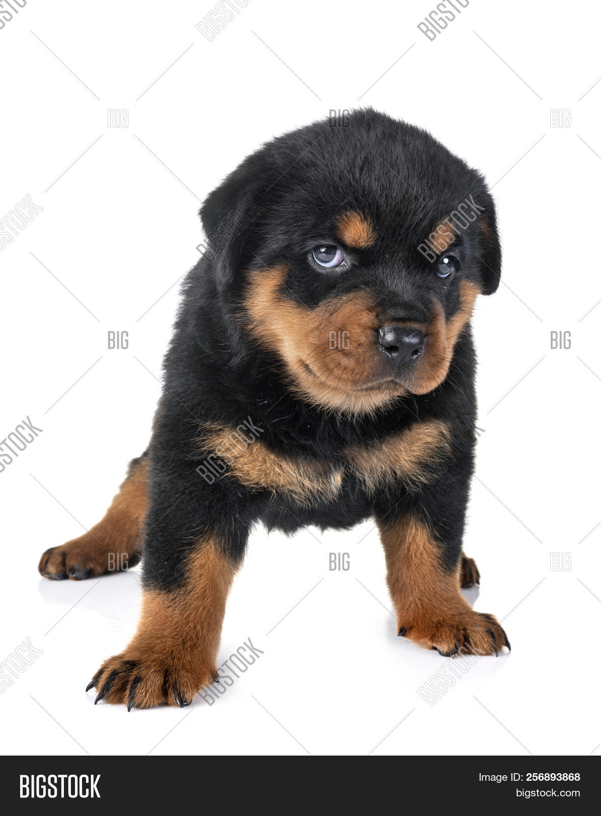 Puppy Rottweiler Front Image & Photo (Free Trial) | Bigstock