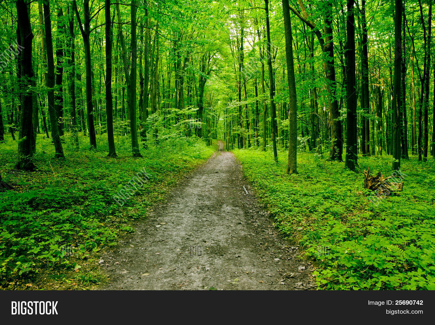Nature. Pathway Forest Image & Photo (Free Trial) | Bigstock