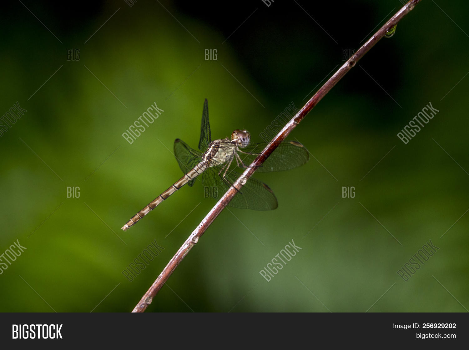Dragonfly Insect Image & Photo (Free Trial) | Bigstock
