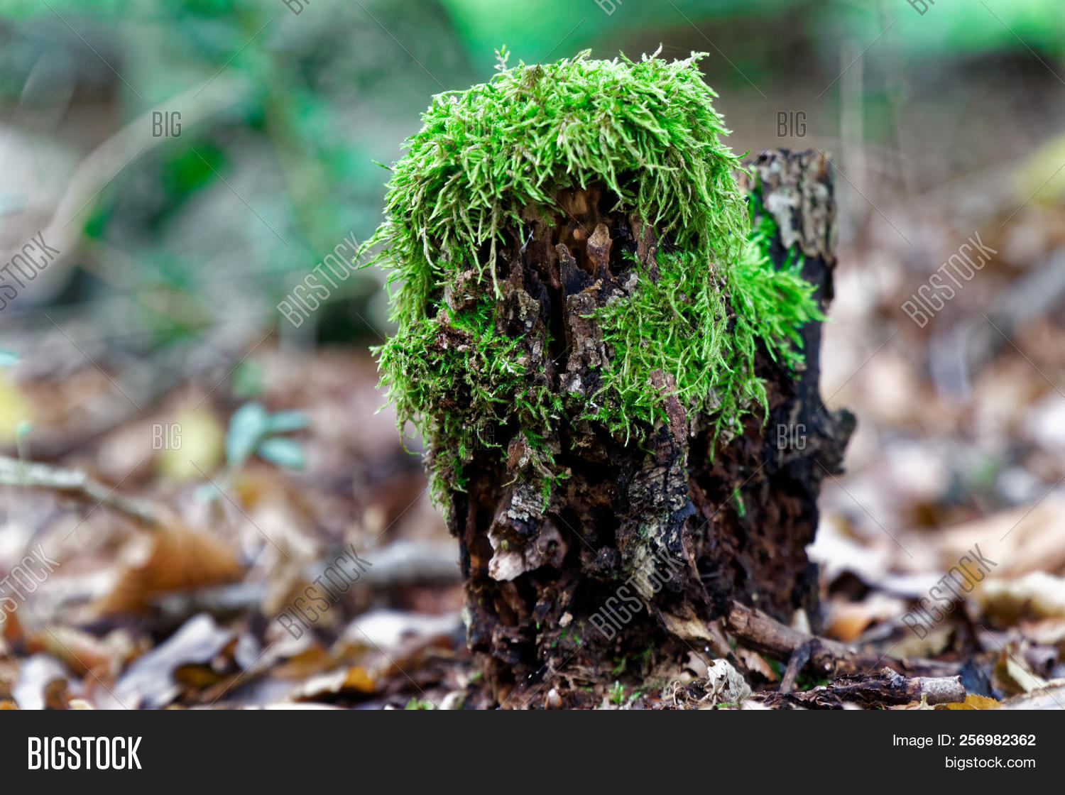 Moss On Tree Roots, Image & Photo (Free Trial) | Bigstock