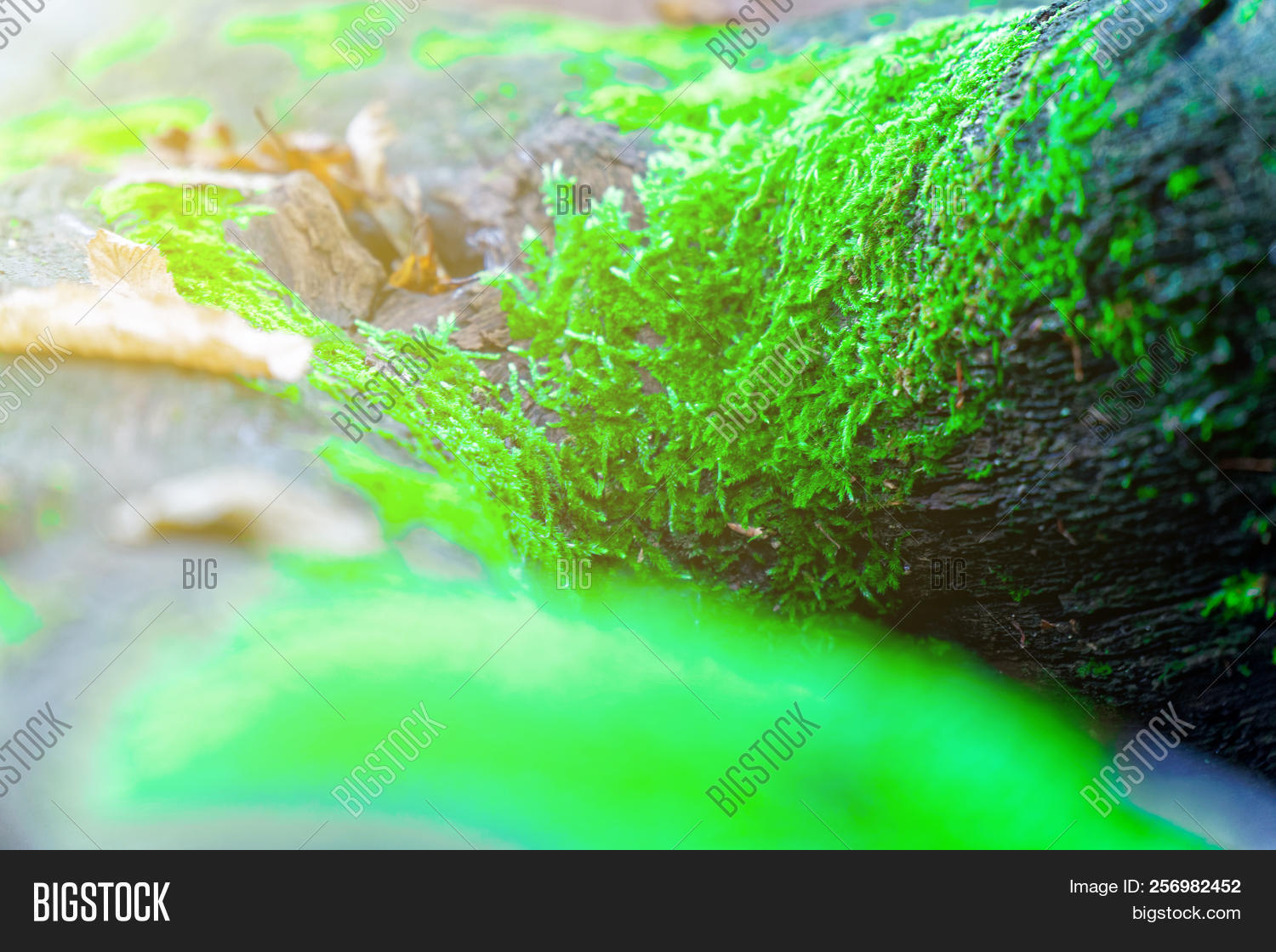 Moss On Tree Roots, Image & Photo (Free Trial) | Bigstock