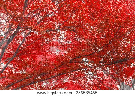 Tree Red Color Leaf Image & Photo (Free Trial) | Bigstock