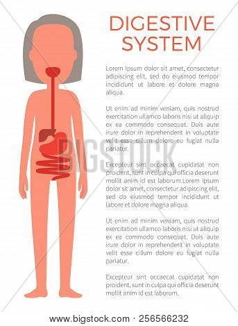 Digestive Female Vector & Photo (Free Trial) | Bigstock