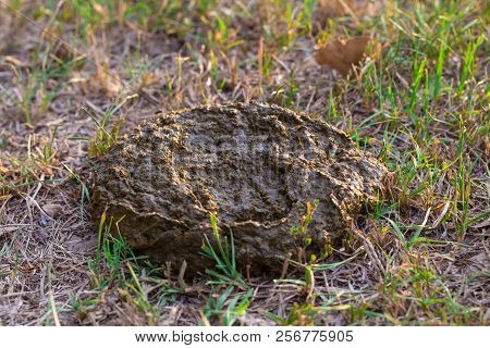 Moist Fresh Cow Patty Image & Photo (Free Trial) | Bigstock
