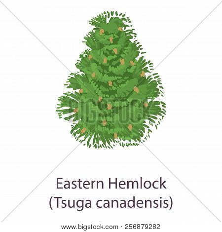 Eastern Hemlock Icon. Image & Photo (Free Trial) | Bigstock
