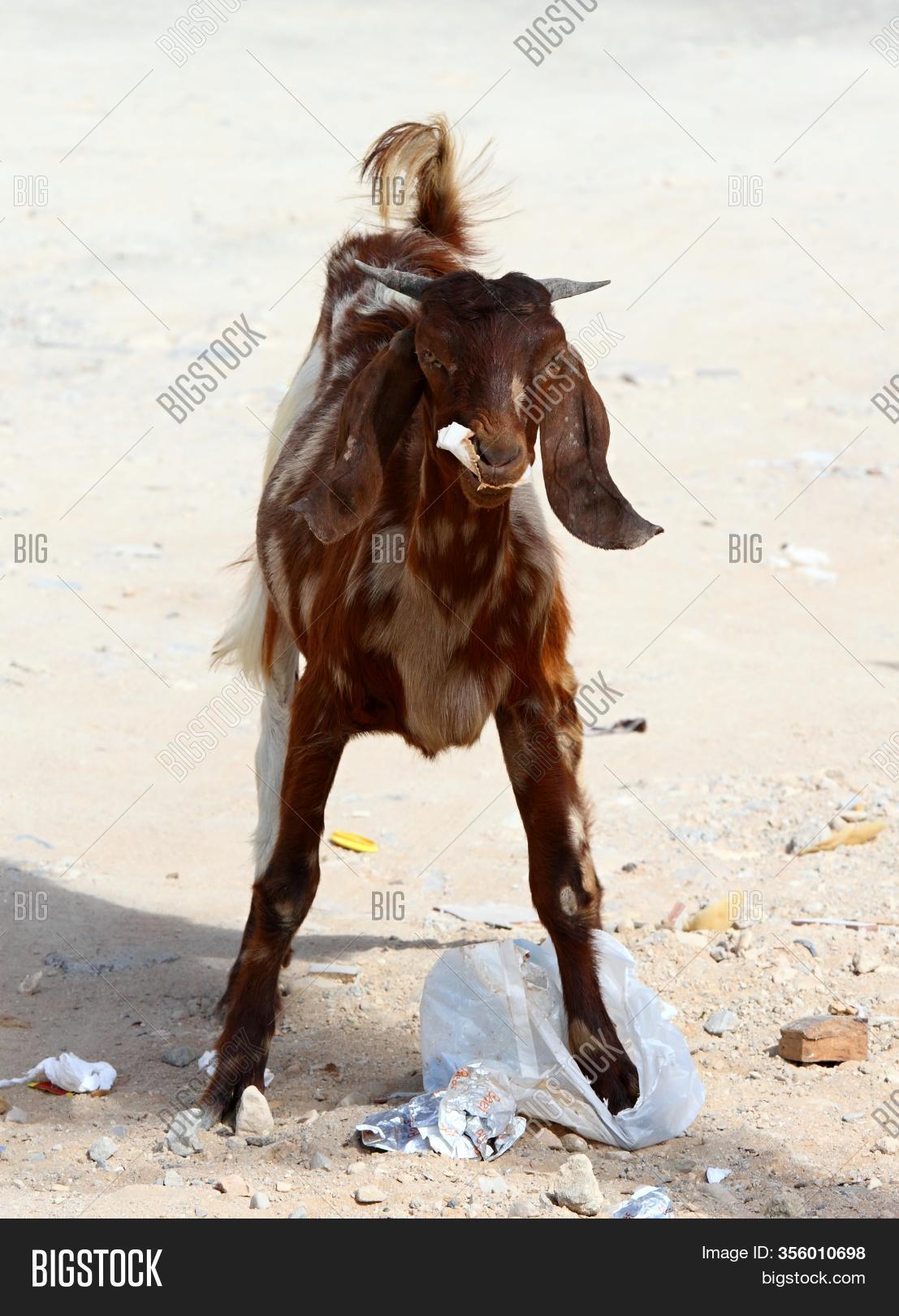 Greedy Cashmere Goat Image & Photo (Free Trial) | Bigstock