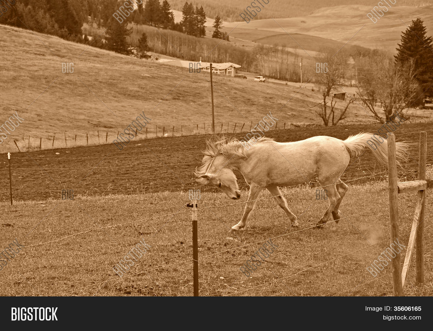 White Horse Running Image & Photo (Free Trial) | Bigstock