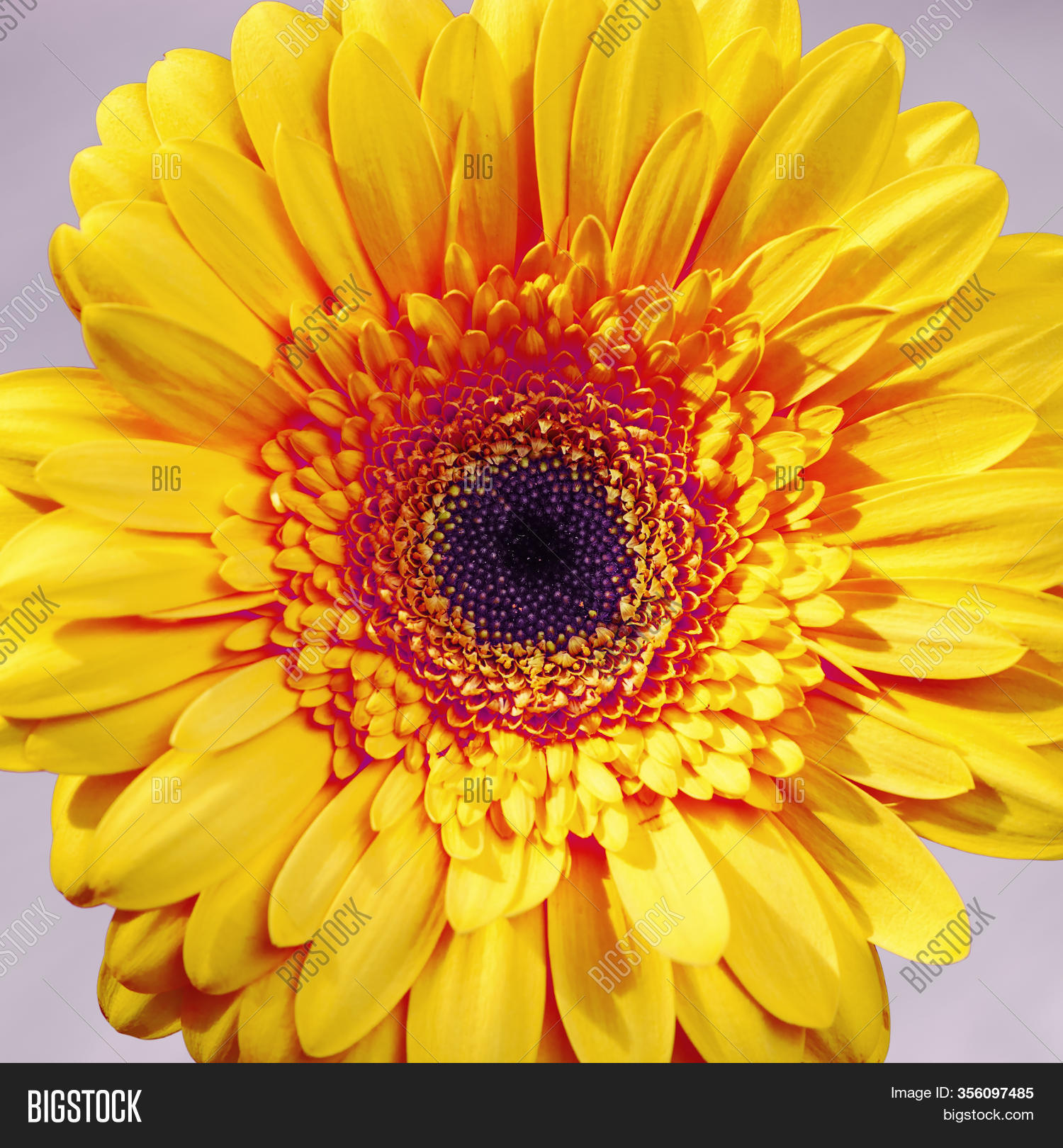 Gerbera Natural Flower Image & Photo (Free Trial) | Bigstock