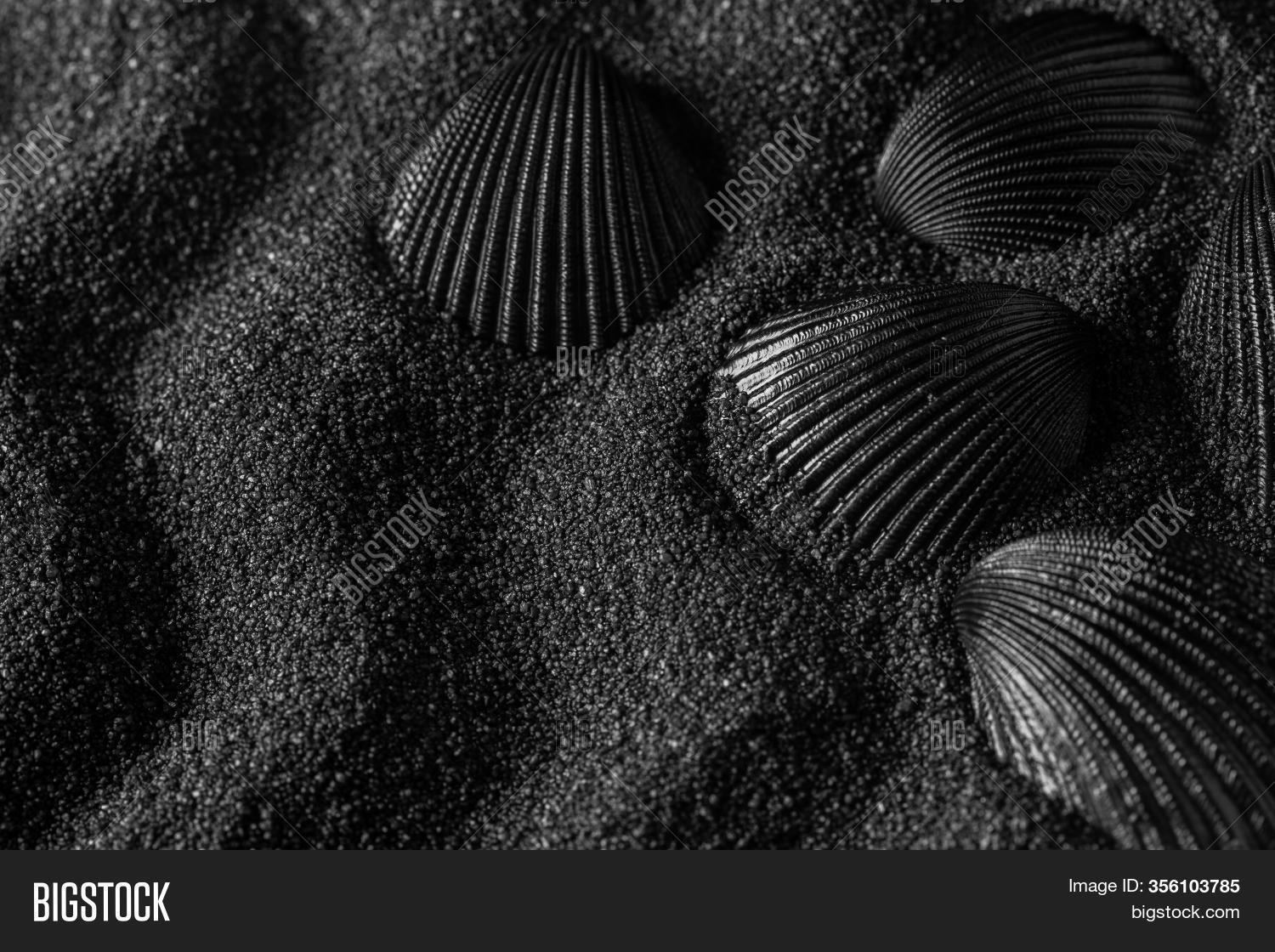 Black Shell On Black Image & Photo (Free Trial) | Bigstock