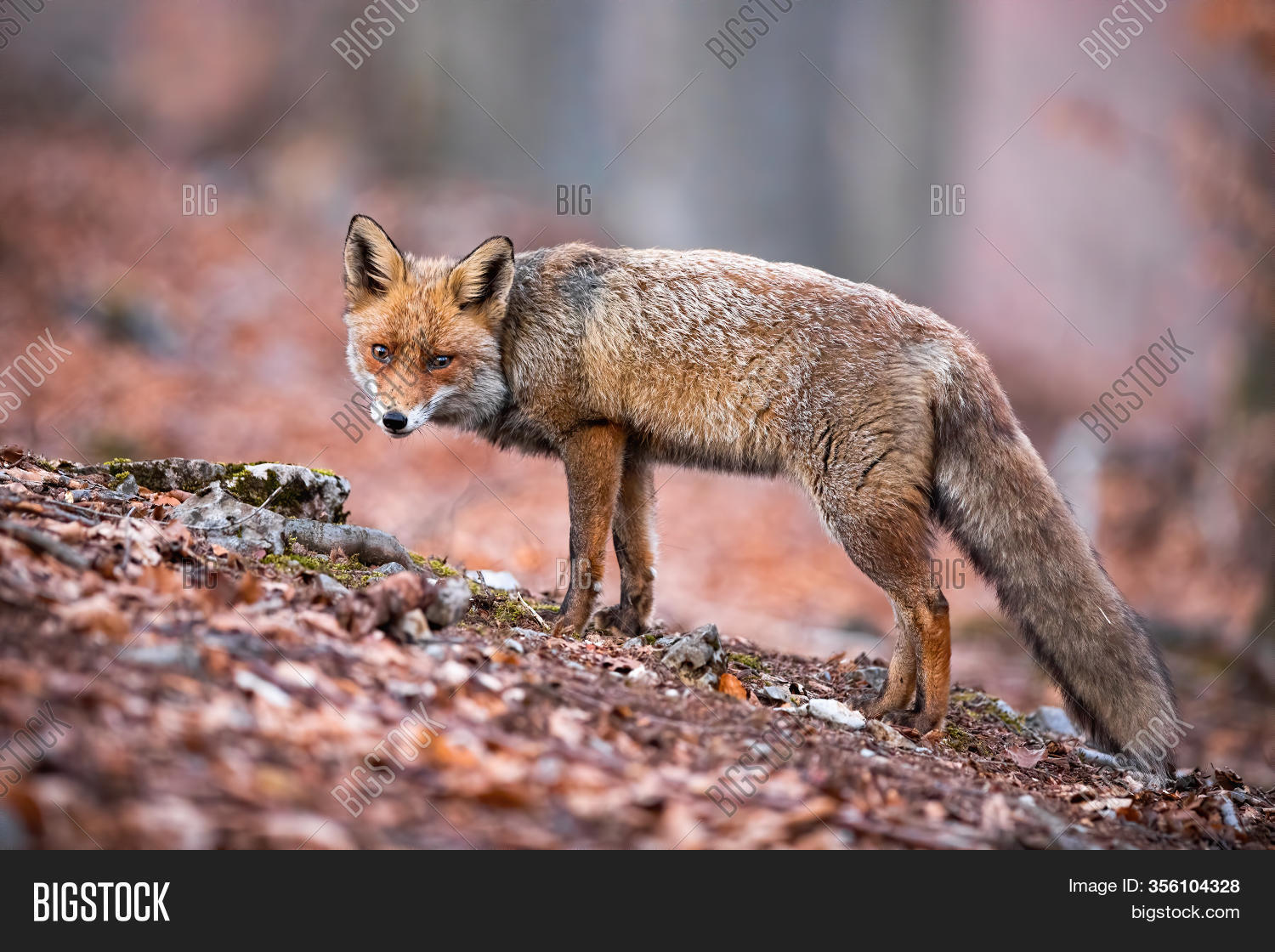 Sad Red Fox Puffy Coat Image & Photo (Free Trial) | Bigstock