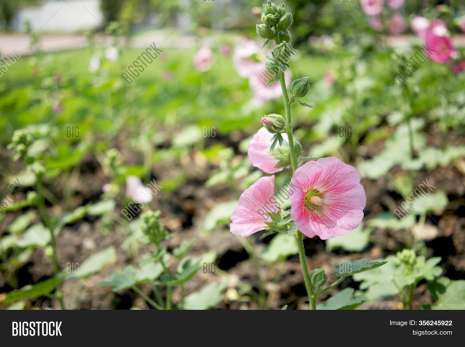 Alcea Rosea Hollyhock Image & Photo (Free Trial) | Bigstock