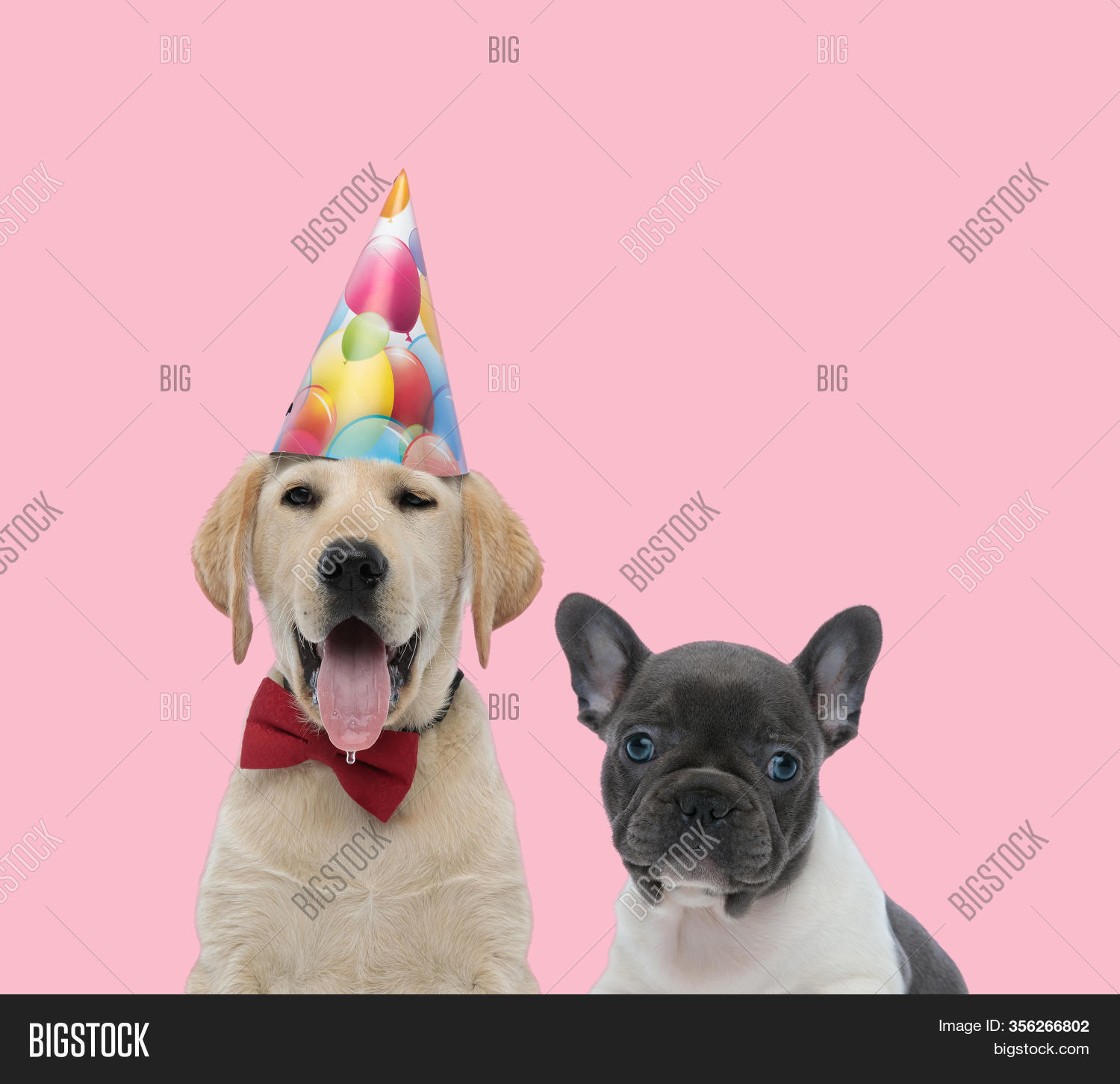 Team Labrador Image & Photo (Free Trial) | Bigstock