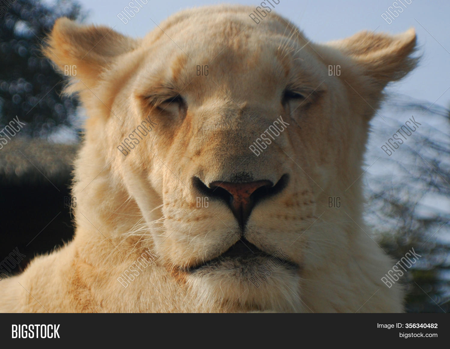 Female White Lion Rare Image & Photo (Free Trial) | Bigstock