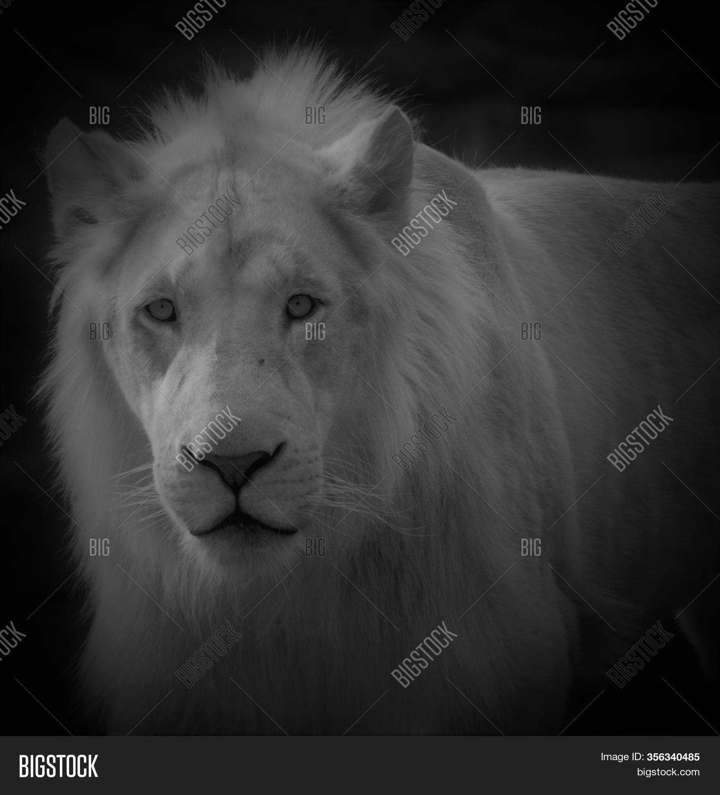 Male White Lion Rare Image & Photo (Free Trial) | Bigstock